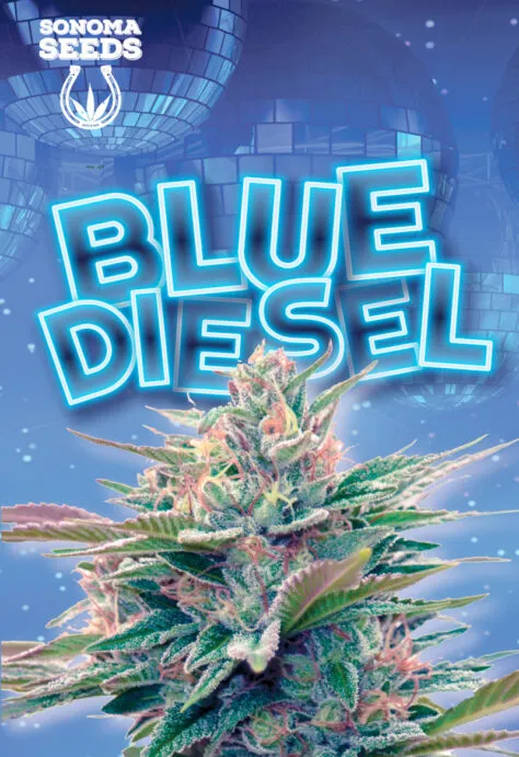Blue Diesel Strain Autoflowering Feminized Marijuana Seeds | Sonoma Seeds