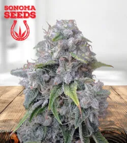 White Cookies Strain Feminized Marijuana Seeds | Sonoma Seeds