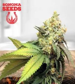 Pure Kush Feminized Marijuana Seeds | Sonoma Seeds