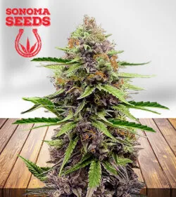 Black Runtz Strain Feminized Marijuana Seeds | Sonoma Seeds
