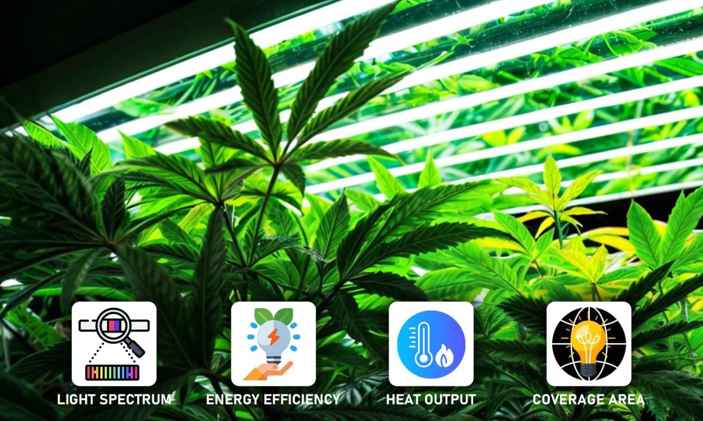 LEC Grow Lights for Every Grower | Sonoma Seeds