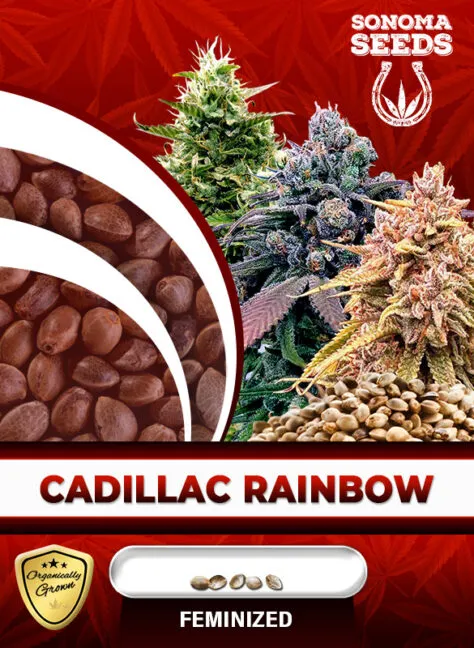 Cadillac Rainbow Strain Feminized Marijuana Seeds | Sonoma Seeds