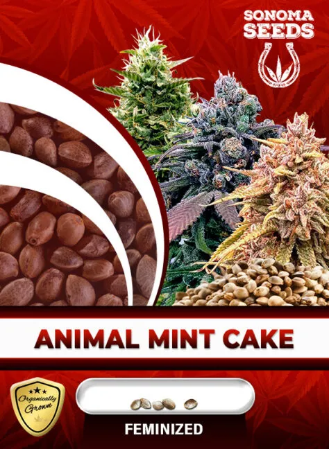 Animal Mint Cake Strain Feminized Marijuana Seeds | Sonoma Seeds