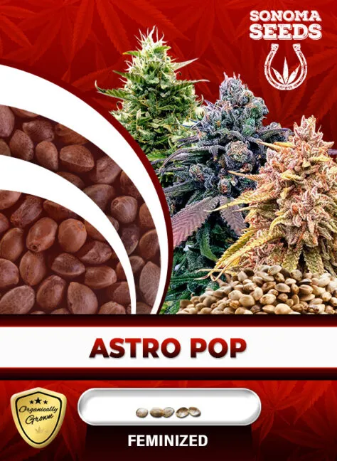Astro Pop Strain Feminized Marijuana Seeds | Sonoma Seeds