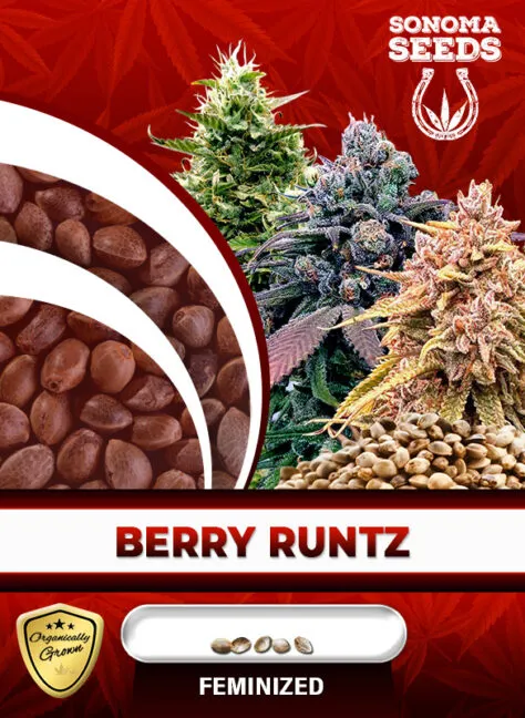 Berry Runtz Strain Feminized Marijuana Seeds | Sonoma Seeds