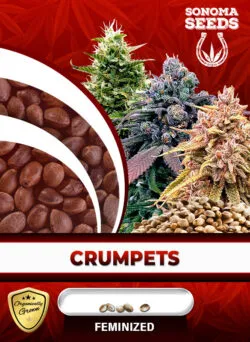 Crumpets Strain Feminized Marijuana Seeds | Sonoma Seeds