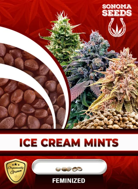 Ice Cream Mints Strain Feminized Marijuana Seeds | Sonoma Seeds