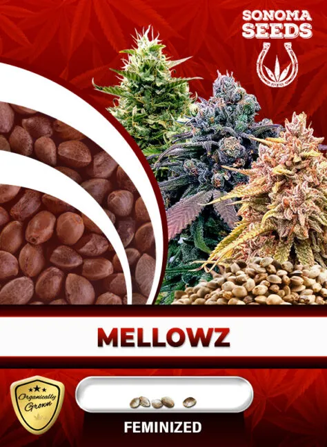 Mellowz Strain Feminized Marijuana Seeds | Sonoma Seeds