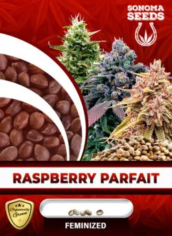 Raspberry Parfait Strain Feminized Marijuana Seeds | Sonoma Seeds
