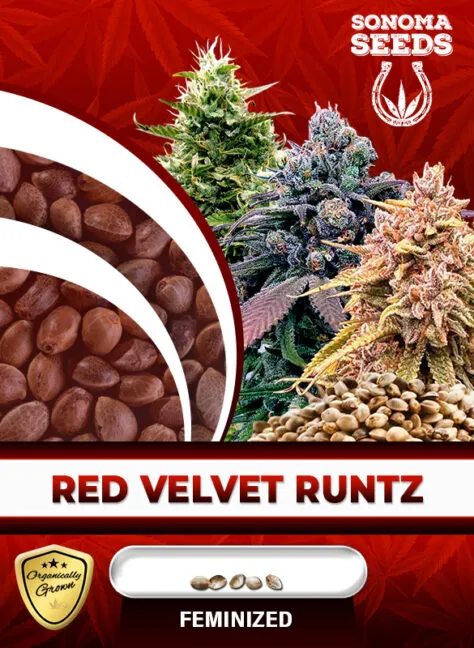 Red Velvet Runtz Strain Feminized Marijuana Seeds | Sonoma Seeds