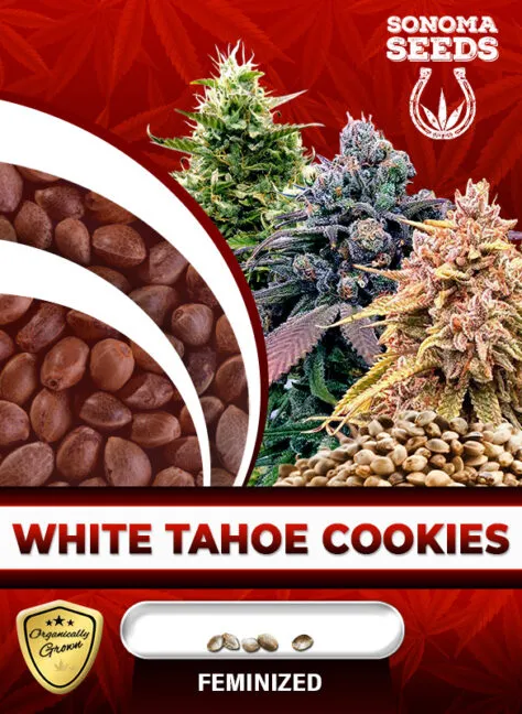 White Tahoe Cookies Strain Feminized Marijuana Seeds | Sonoma Seeds
