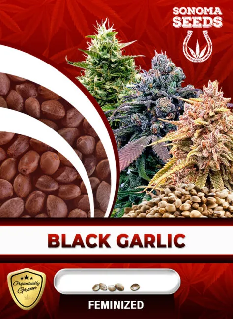 Black Garlic Strain Feminized Marijuana Seeds | Sonoma Seeds