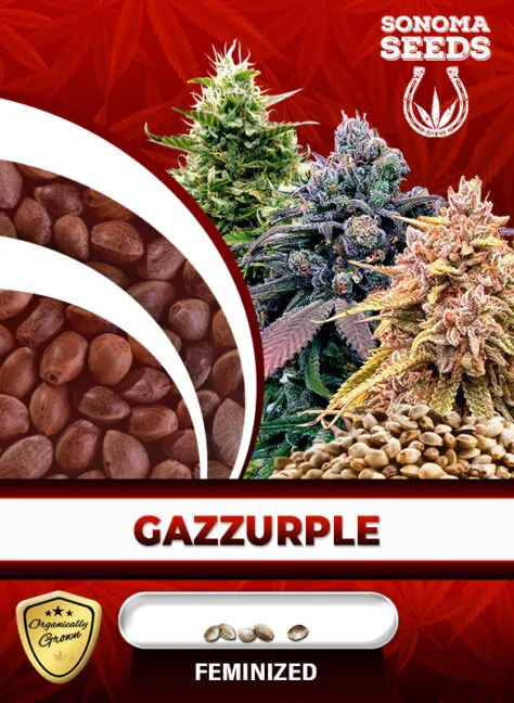 Gazzurple Strain Feminized Marijuana Seeds | Sonoma Seeds