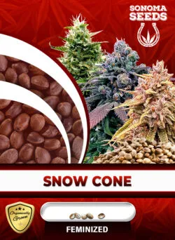 Snow Cone Strain Feminized Marijuana Seeds | Sonoma Seeds