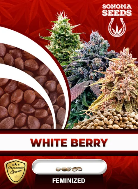 White Berry Strain Feminized Marijuana Seeds | Sonoma Seeds