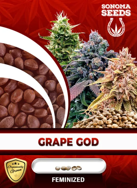Grape God Strain Feminized Marijuana Seeds | Sonoma Seeds