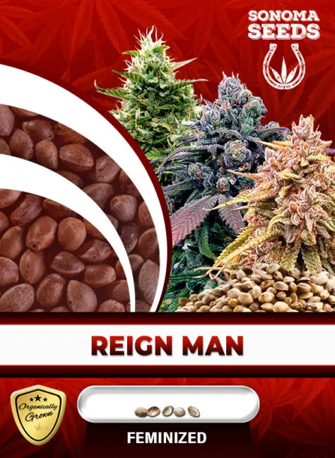 Reign Man Strain Feminized Marijuana Seeds | Sonoma Seeds