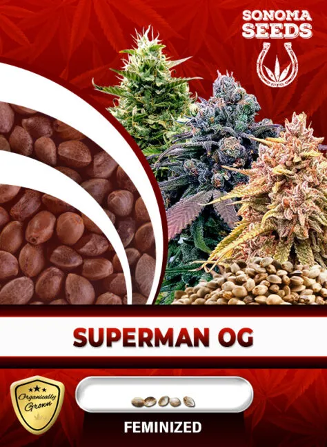 Superman OG Strain Feminized Marijuana Seeds | Sonoma Seeds