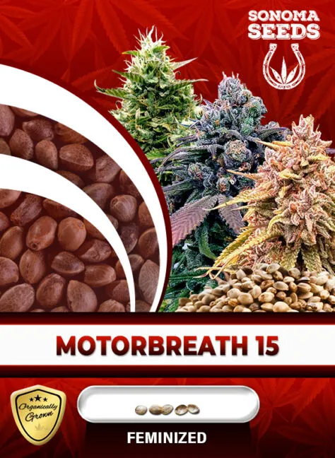 Motorbreath 15 Strain Feminized Marijuana Seeds | Sonoma Seeds