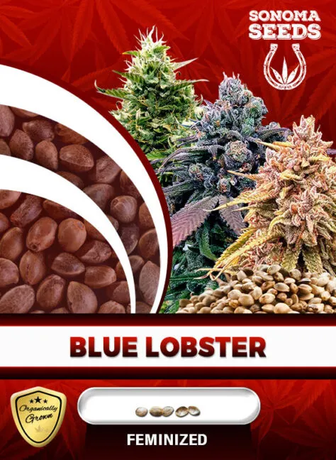 Blue Lobster Strain Feminized Marijuana Seeds | Sonoma Seeds