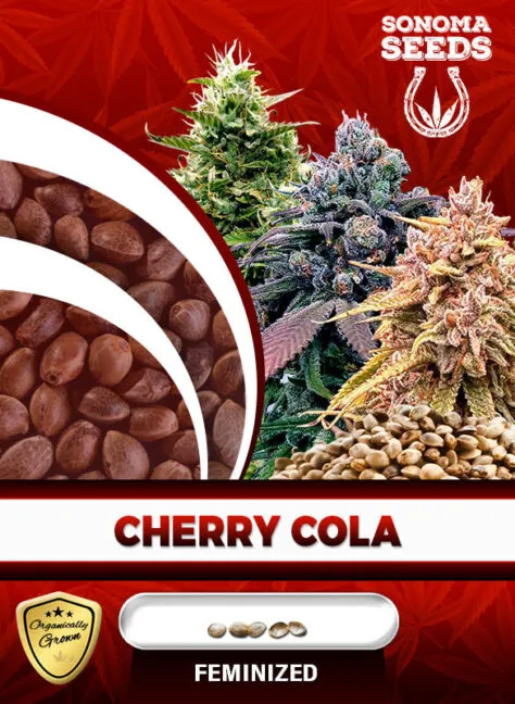 Cherry Cola Strain Feminized Marijuana Seeds | Sonoma Seeds