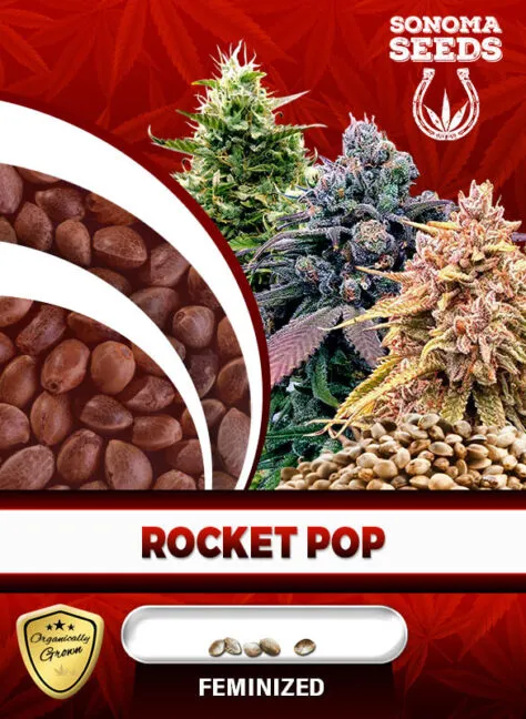 Rocket Pop Strain Feminized Marijuana Seeds | Sonoma Seeds